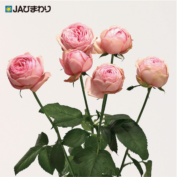 JAひまわりバラ部会|バラ品種詳細